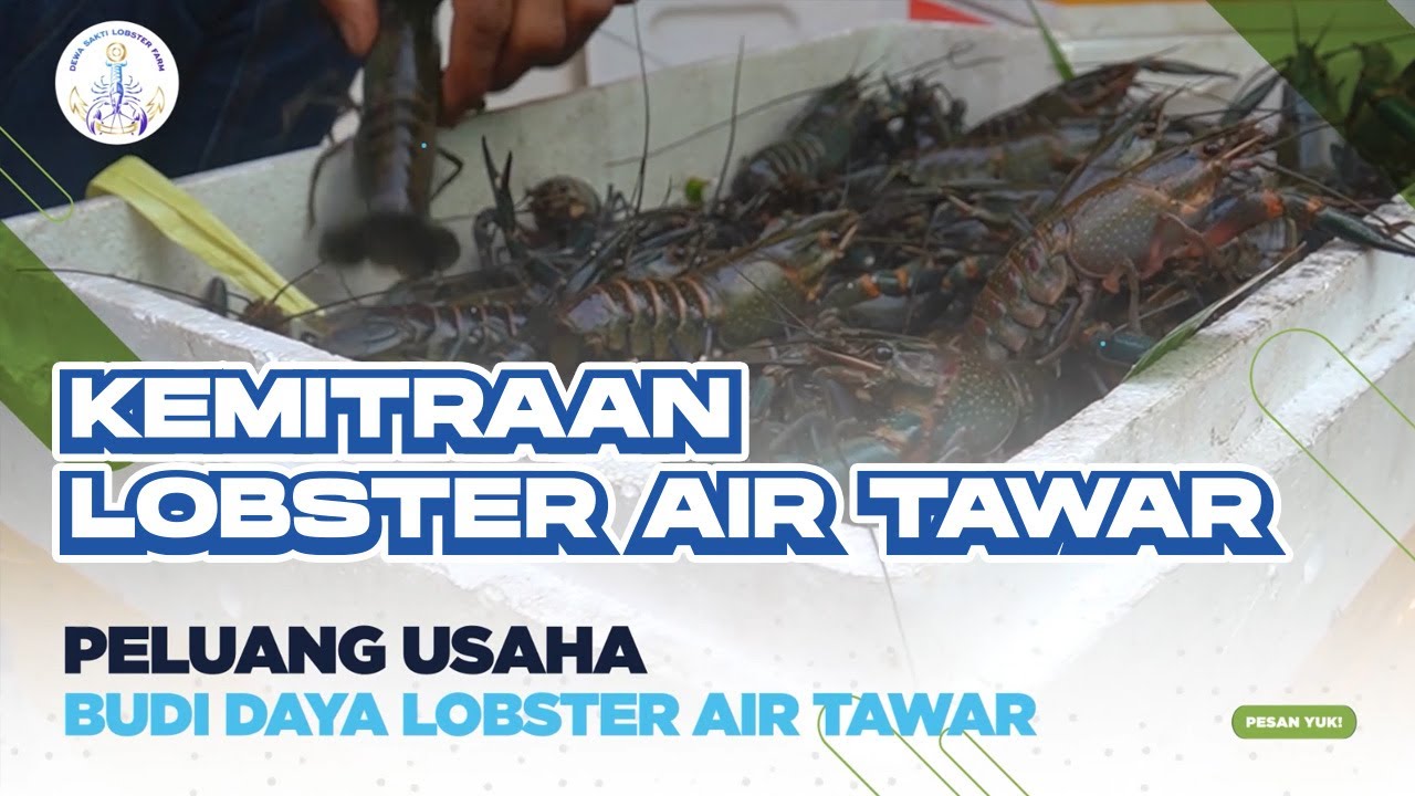Yuk Join! Paket Kemitraan Lobster Air Tawar di Dewa Sakti Lobster Farm
