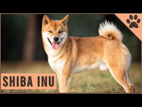 Shiba Inu Dog Breed - Important Information