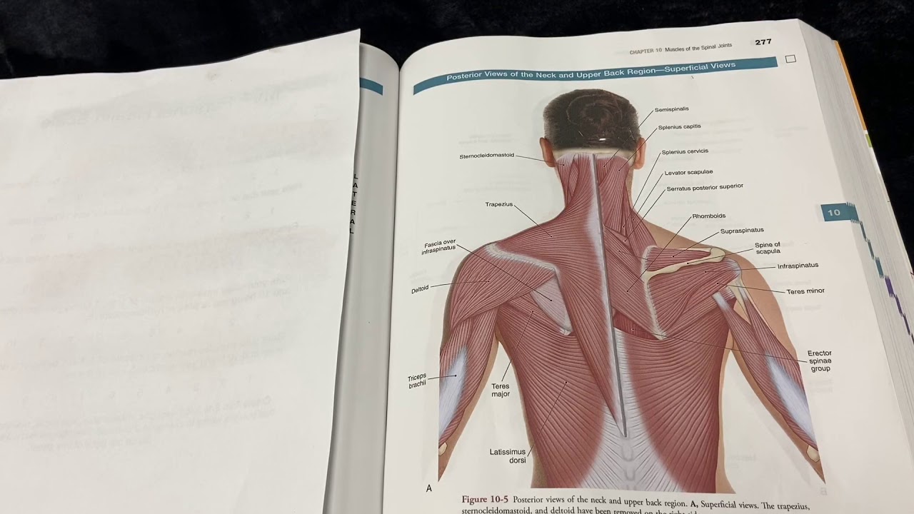 Lamina Groove Massage Therapy