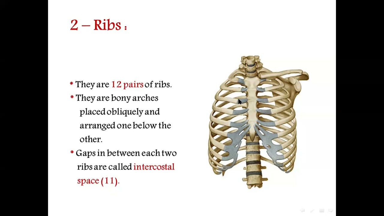 Thorax Anatomy PPT