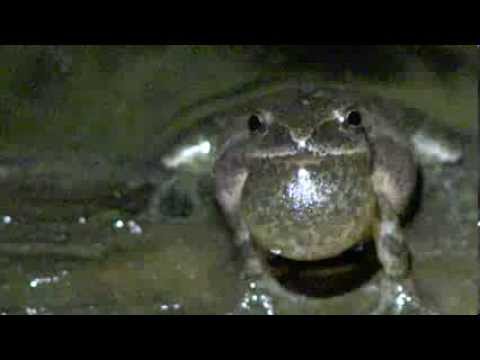 Mr. Nature: Spring Peepers – Lee Duigon