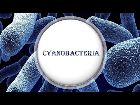 cyanobacteria what you need know about it | must watch to protect yourself | part 1