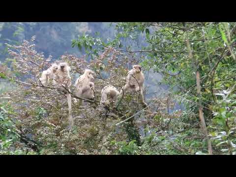 Golden Langurs in Bhutan