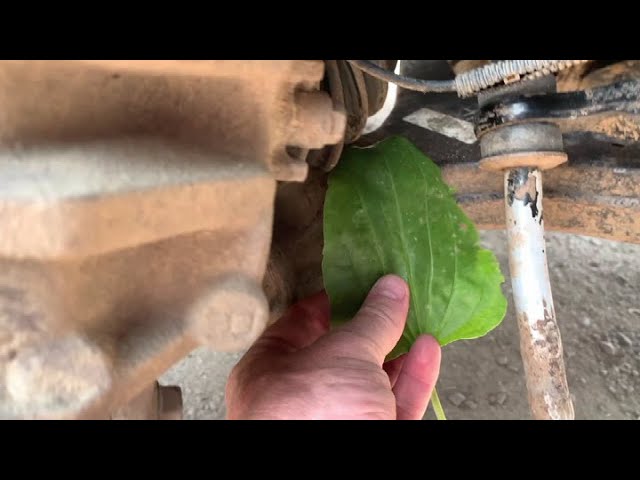 Ssang Yong 4562105000 Сайлентблок Задней Поперечной Тяги