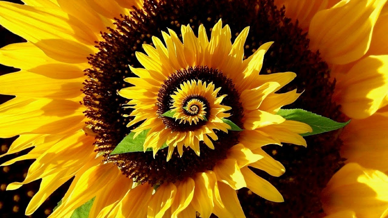 Exploring the Mathematical Patterns of Nature: The Fibonacci Sequence ...