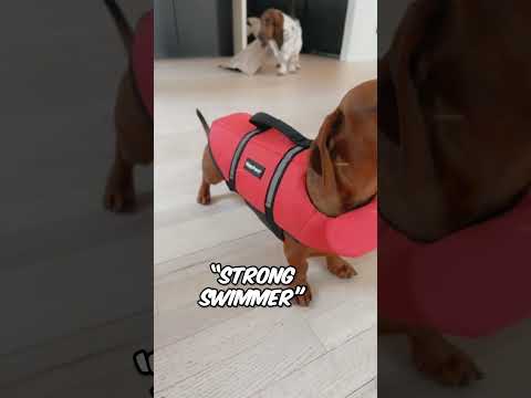 She told this dog not to panic 🤭