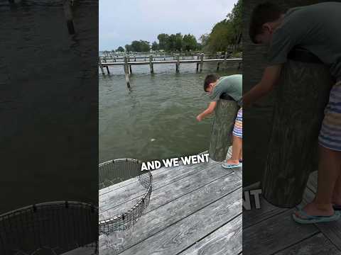 EASY way to catch crabs #chesapeakebay #crabbing #bluecrab