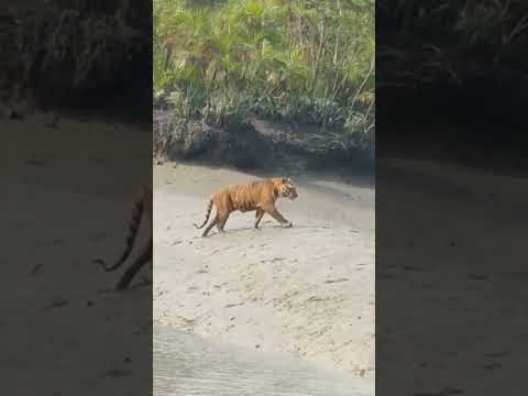 Royal Bengal Tiger at Sundarbans...Watch full video on my channel...