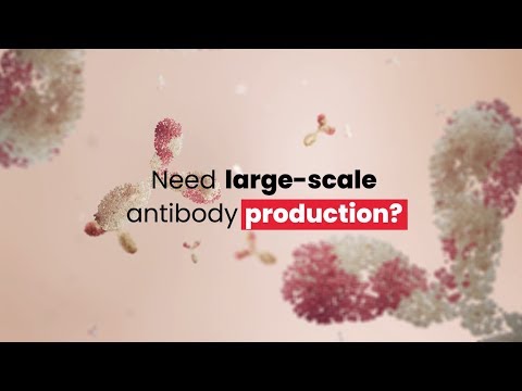 Need large-scale antibody production?