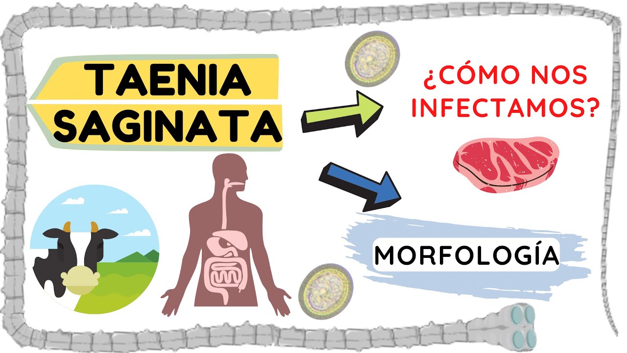 ¿Cómo se puede diferenciar Taenia saginata y Taenia Solium? – REF Hub ¿Cómo se puede diferenciar Taenia saginata y Taenia Solium? – REF Hub