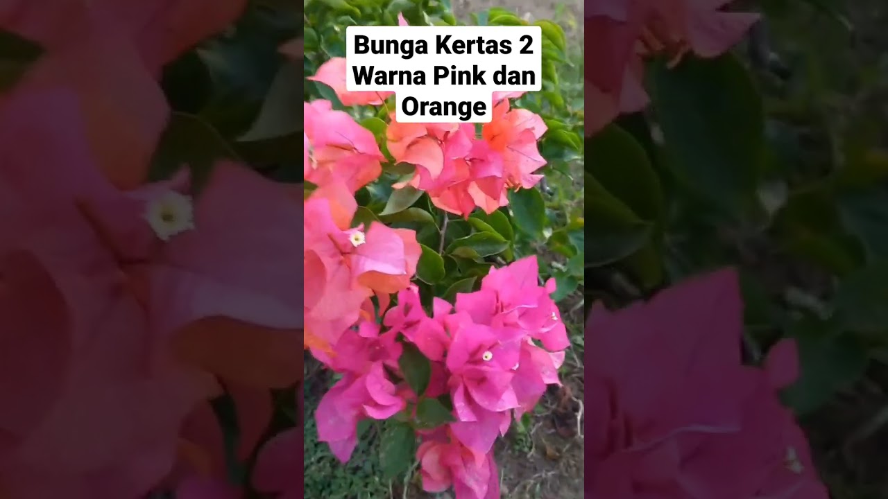 BUNGA KERTAS 2 WARNA PINK DAN ORANGE