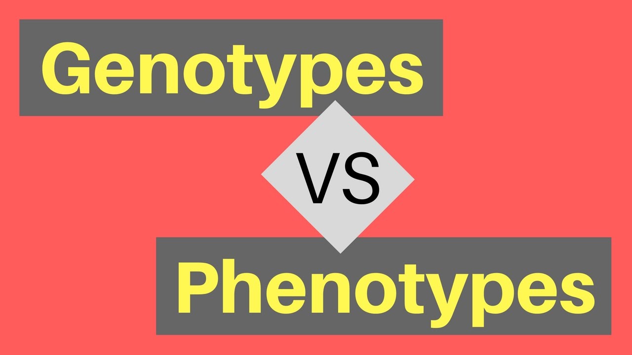 Genotype vs Phenotype | Understanding Alleles