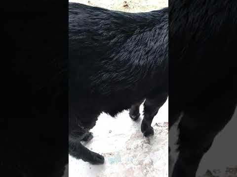 goat bloated stomach #shorts