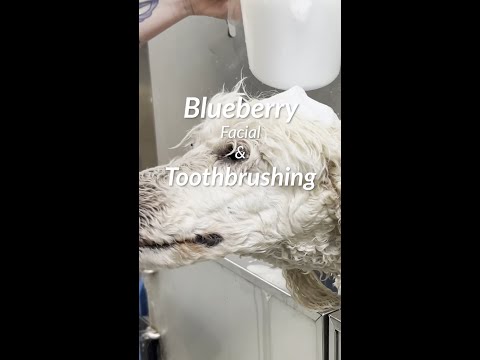 June Monthly Special - Blueberry Facial and Toothbrushing