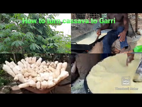 PROCESSING CASSAVA INTO GARRI IN MY VILLAGE