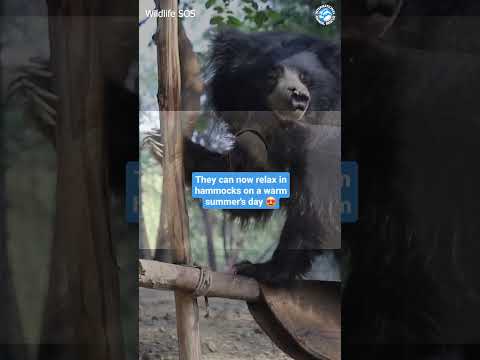 Sloth Bears Were Brutally Abused in India...