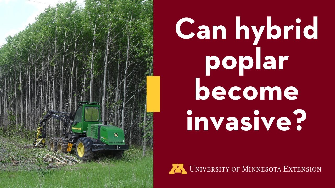 Are Hybrid Poplar Invasive?