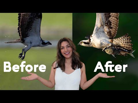 6 Secrets for AMAZING Wildlife photos (without spending money)
