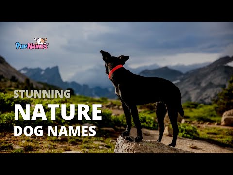 100+ NATURE DOG NAMES (-- with Meanings!) | PupNames.com