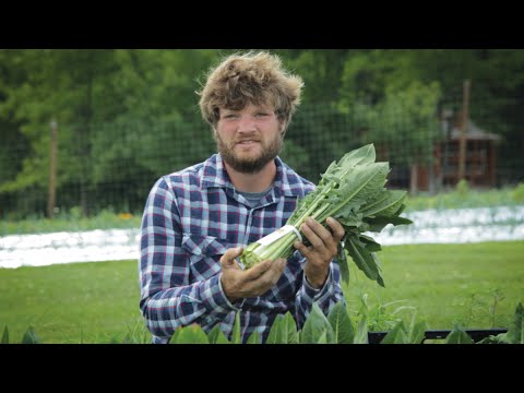Wegmans Organic Farm: Dandelion Greens