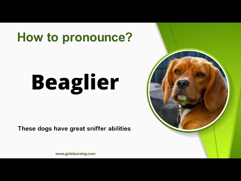 How to pronounce Beaglier Correctly in English
