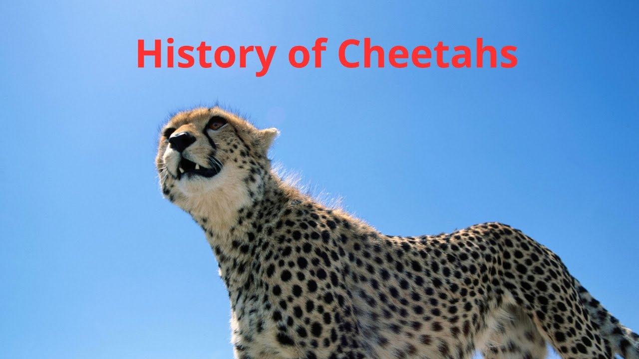 The Evolutionary History of Cheetahs: Ancient Speedsters