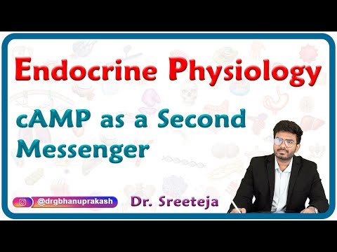 Hormones - cAMP as a second messenger