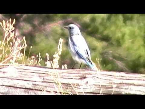 U.S. Fish & Wildlife Service - Migratory Bird Treaty Act - RangeTracker