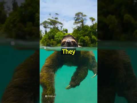 Amazing facts about Sloths!