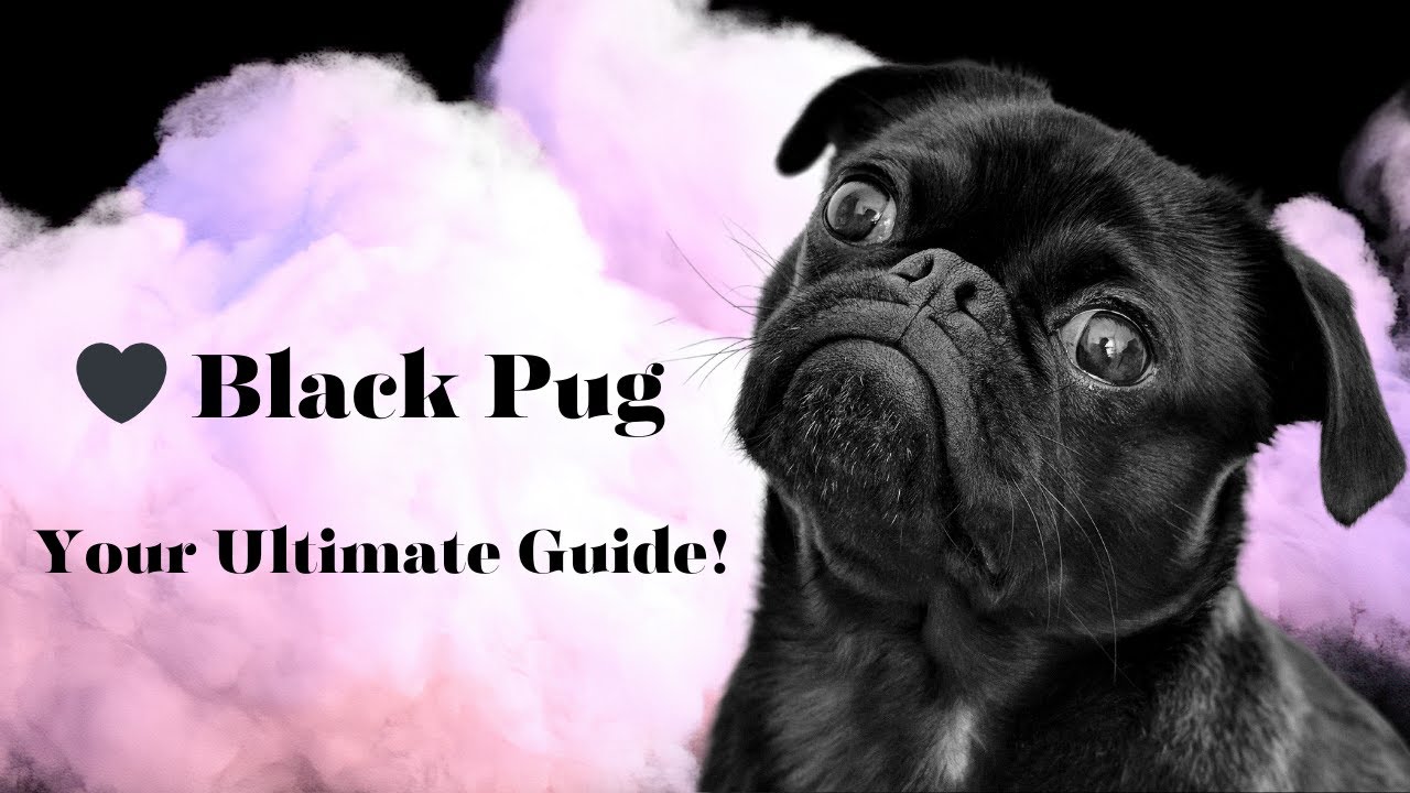 🖤 Unveiling the Charms of Black Pugs: A Video Guide to This Rare Breed! 🐾🐶📽️ #Pugs #Dogs #Puppies