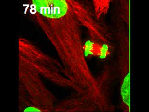 Normal Cell Division