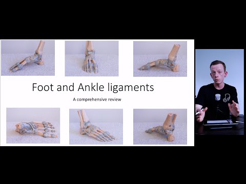 Foot ligaments demonstration with model