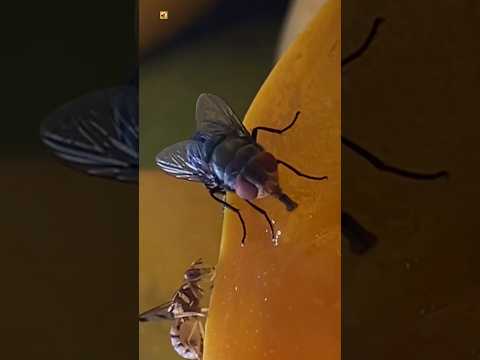 Housefly Sound