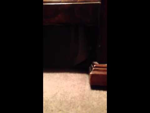 Steam Community :: Video :: Bad kitty