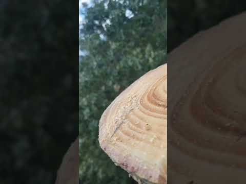 #views are great from the top of this #white #pine #tree