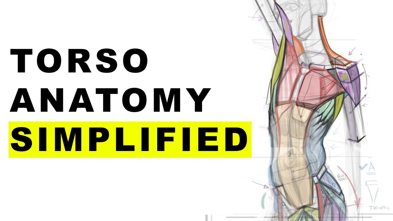 Anatomy for Artists Made Easy: Simplifying the Upper Torso