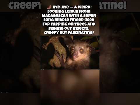 AYE-AYE #animals #wildlife #ayeaye