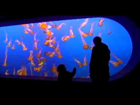 Geen visse in die see – Kouevuur