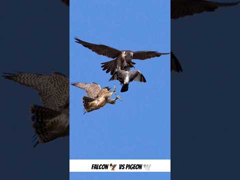 3 Hawk's Attacking On One Pigeon 😰 Falcon Attack 🦅 #pigeon #kabootar #falcon