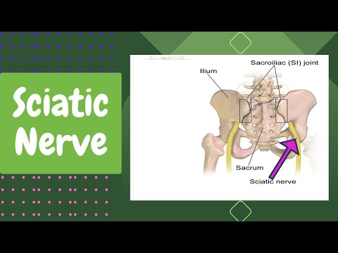 Sciatic Nerve // Anatomy, functions, course and branches of the sciatic nerve// sciatica
