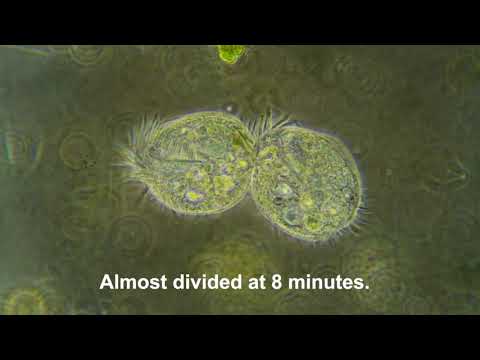 Ken Davis: Binary Fission