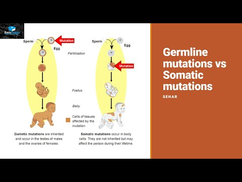 Germline Mutations vs Somatic Mutations