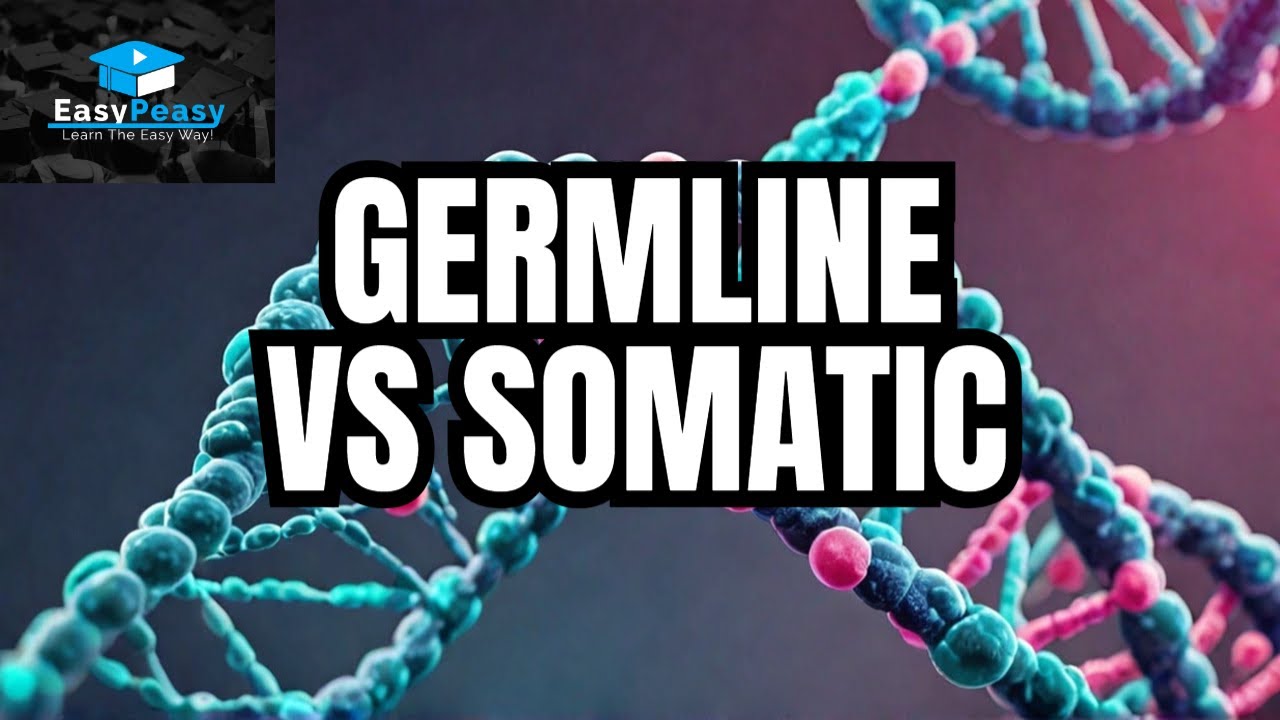 Understanding Germline Mutations Vs Somatic Mutations Galaxy Ai