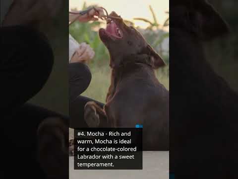 Top 5 Adorable Names For A Boy Labrador Retriever