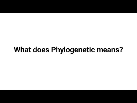 What does Phylogenetic means ?