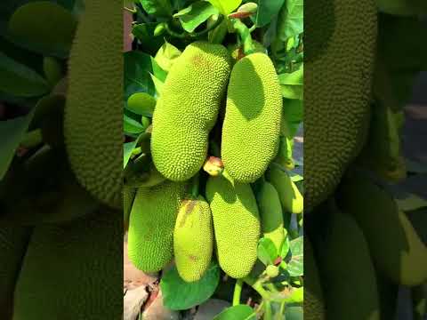 Pohon nangka madu berbuah lebat #nangka