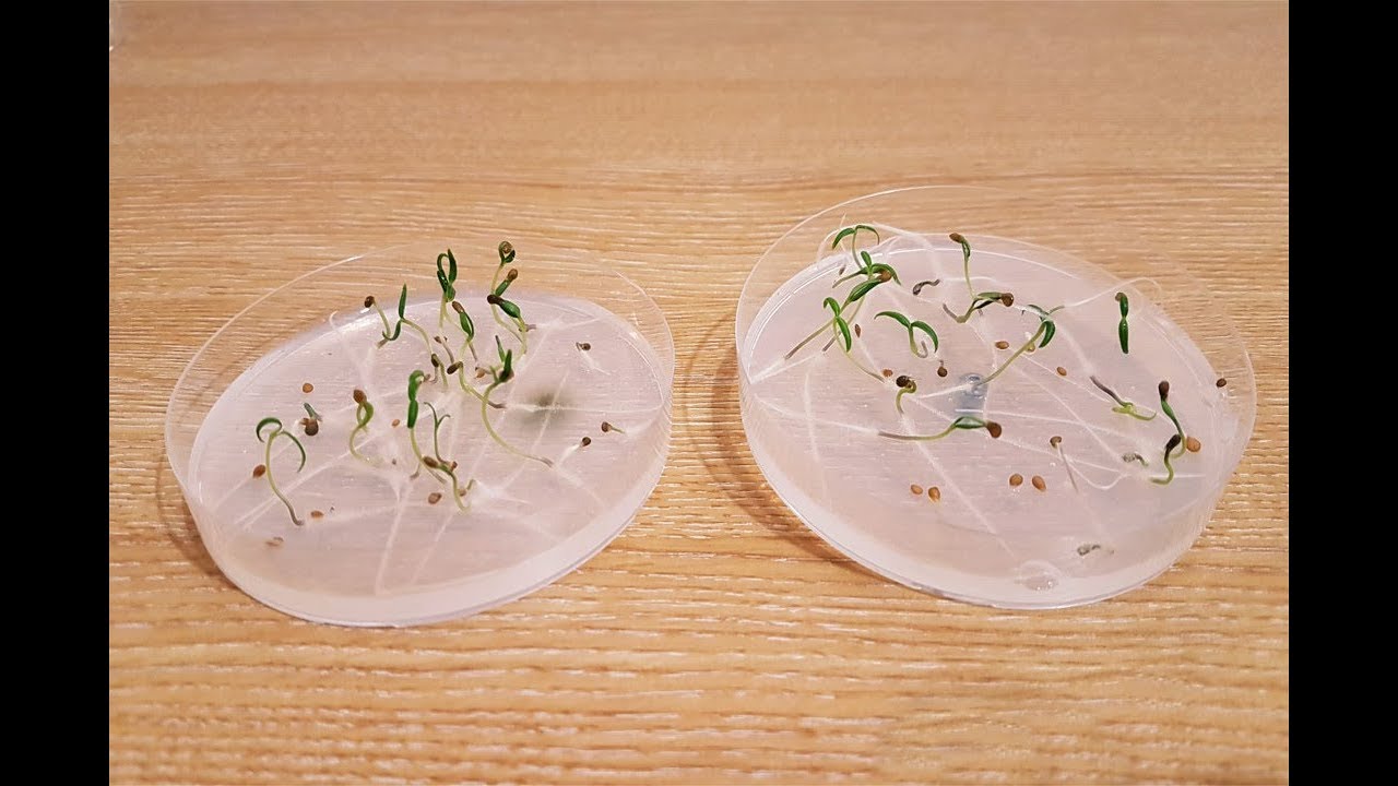 Seed Germination in Microgravity [Gravity Series 02]
