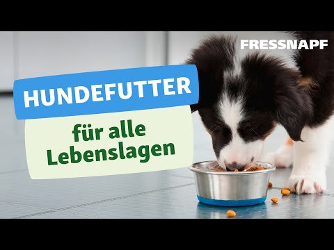 Welches Hundefutter ist das Beste? Antworten für Welpe, Adult & Senior