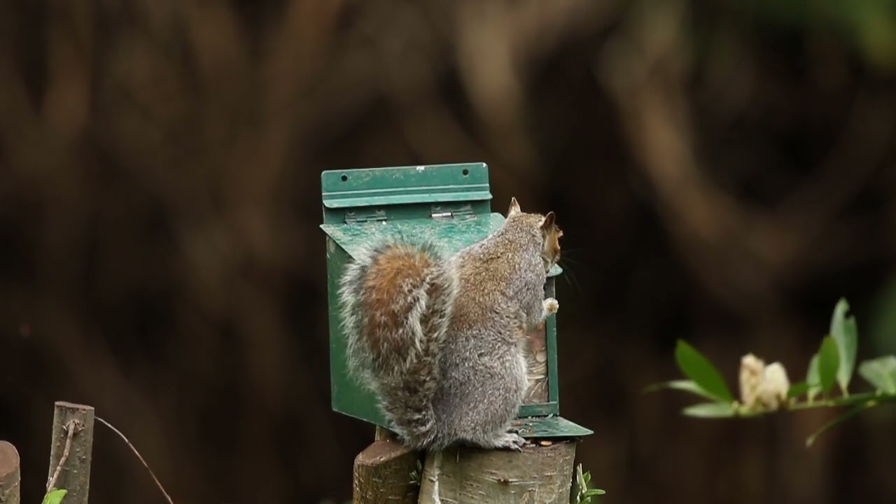 Large Capacity Squirrel Feeder