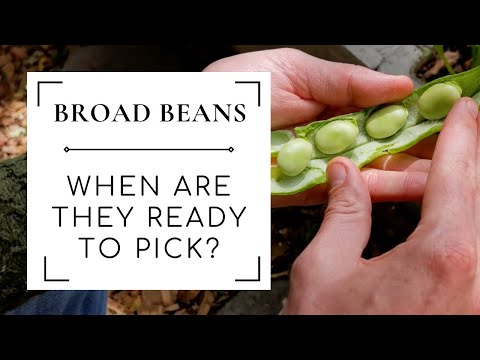 Harvesting Broad Beans - How to tell when broad beans are ready to pick
